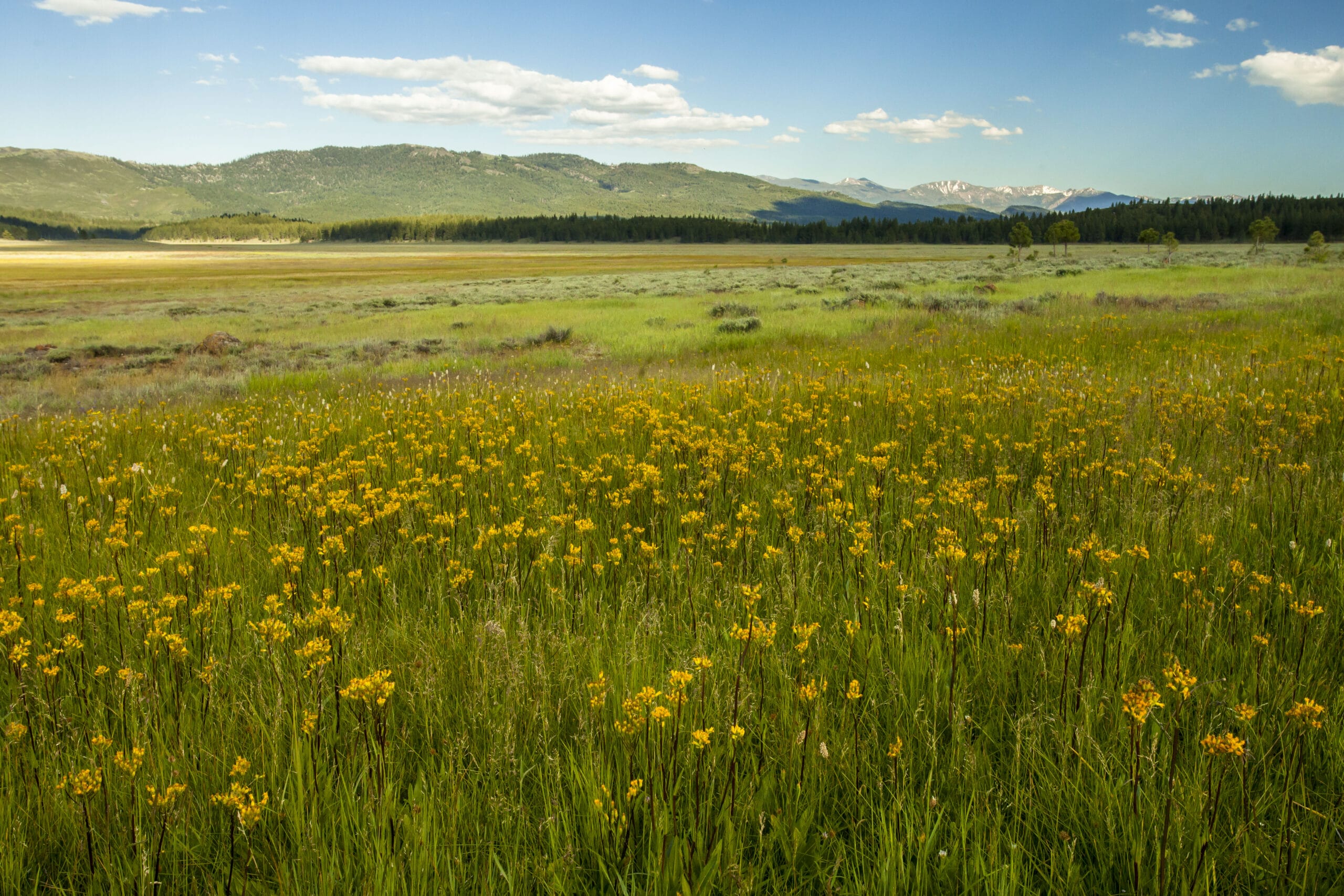 Sardine Meadow - Our Work in CA