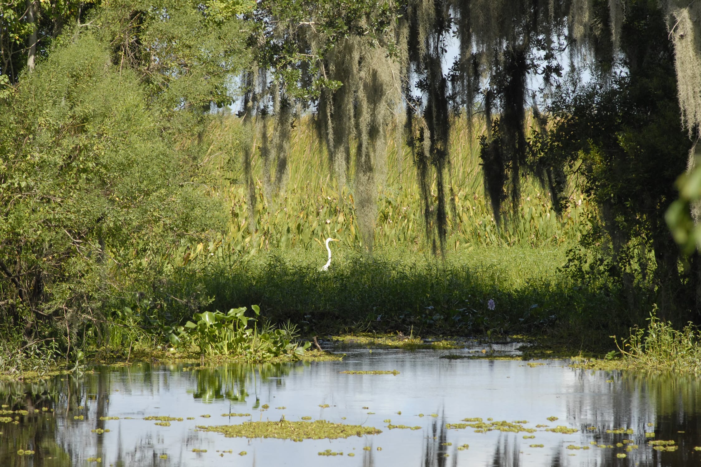 Bogue Chitto State Park - Our Work in LA