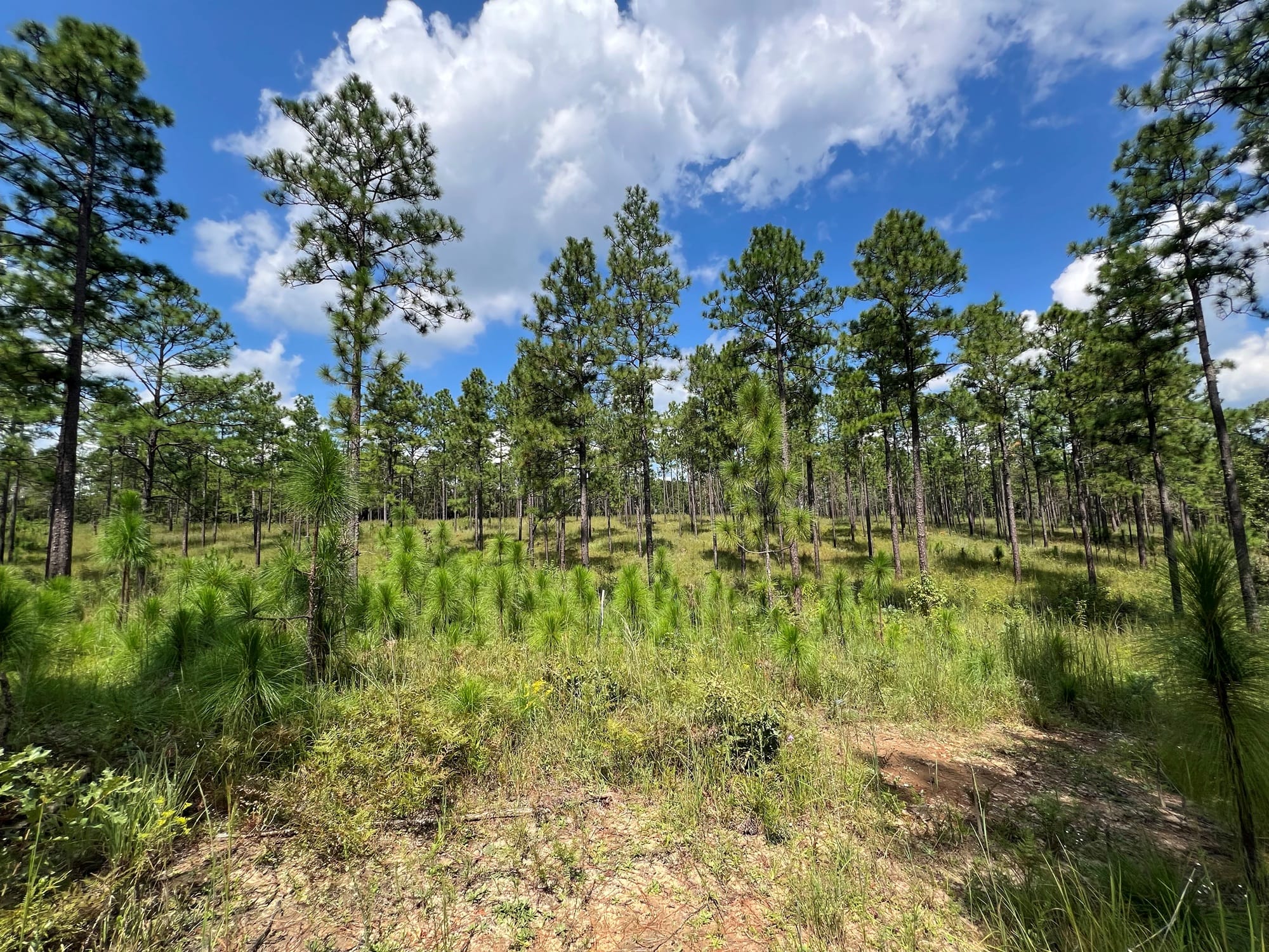 Sandy Hollow Wildlife Management Area - Our Work in LA